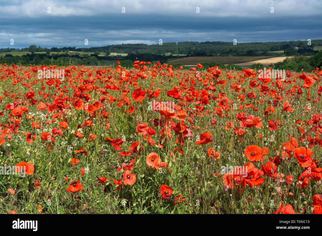 Poppy Fields In The English Countryside Stock Photo - Alamy