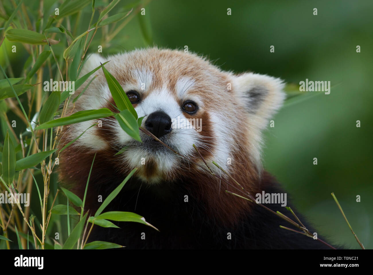 Bhalu hi-res stock photography and images - Alamy