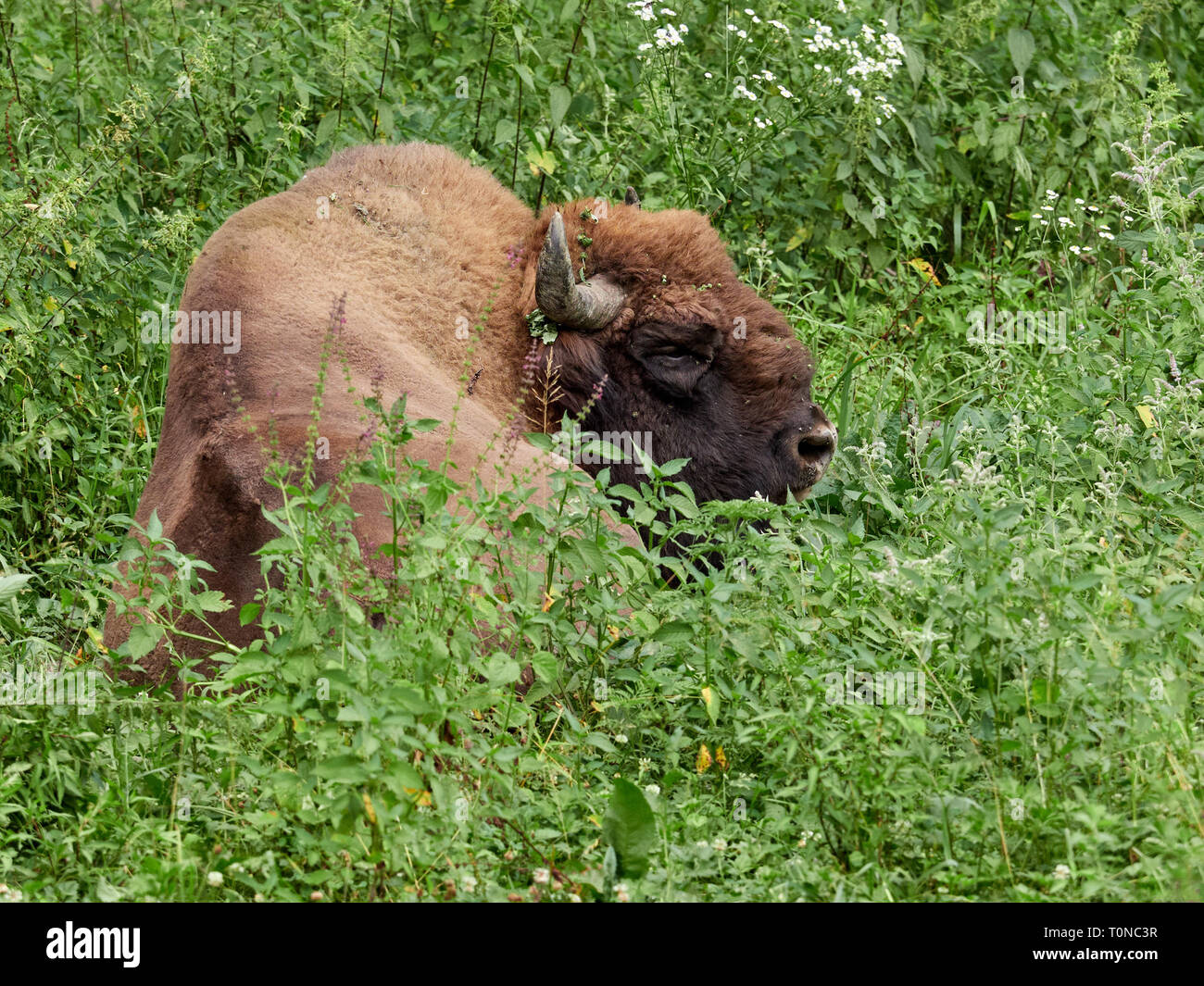 The European bison grazes on a green field with tall grass. Bison ...