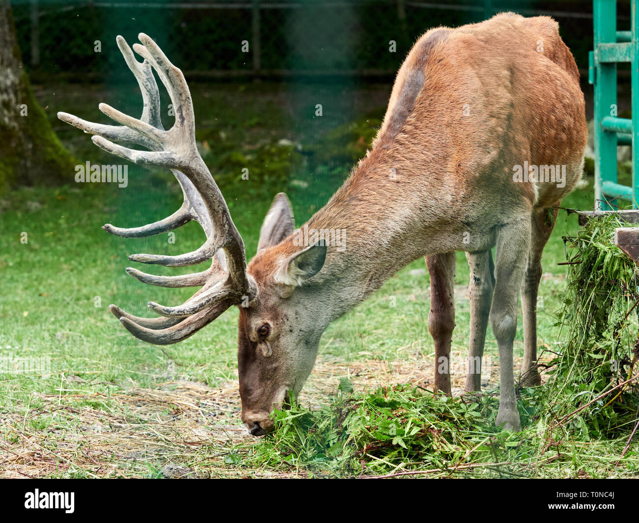 The red red is one of the largest deer species hi-res stock photography ...
