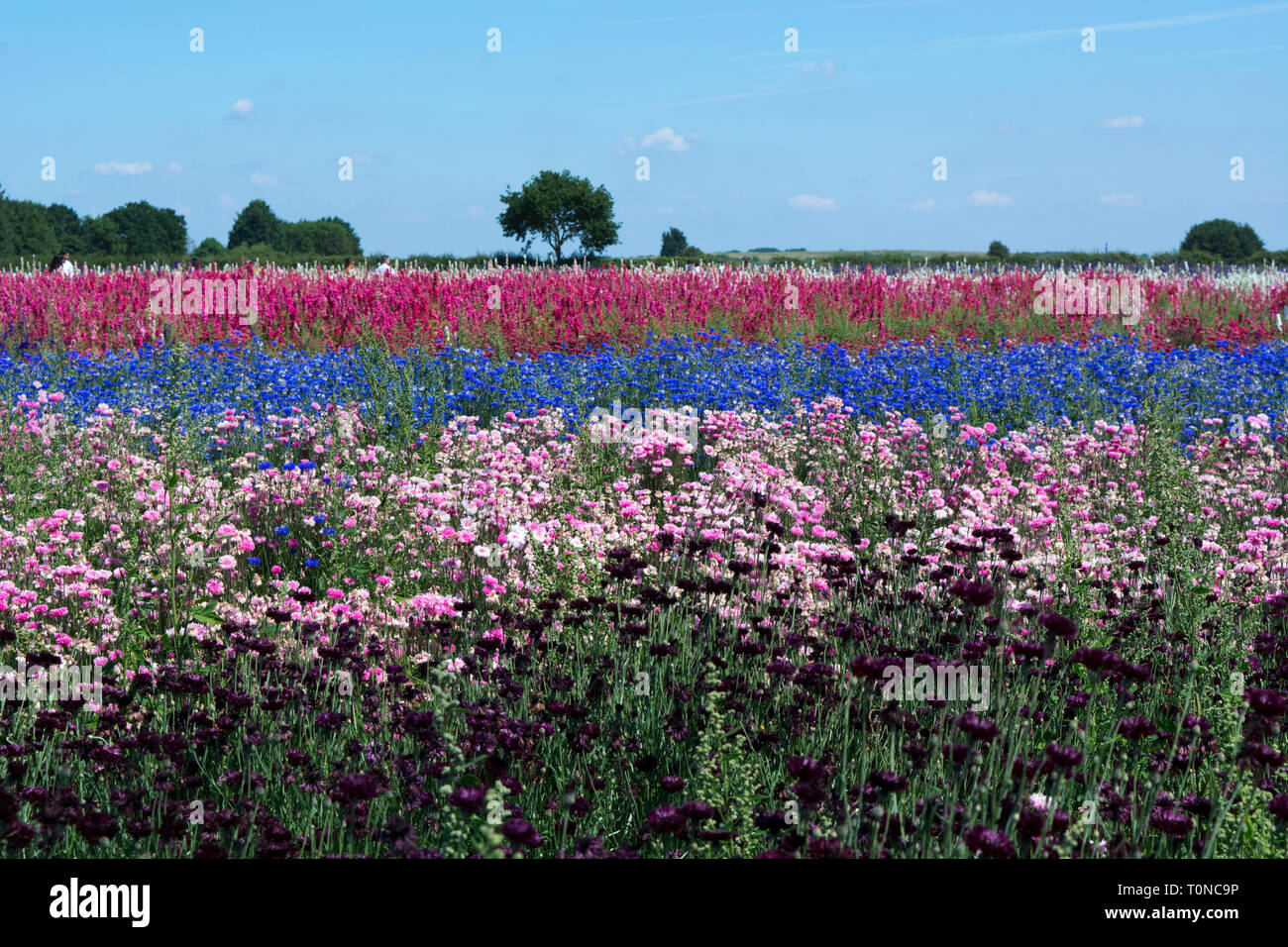 English Fields Of Delphiniums Flowers At The Confetti Fields At Wick ...