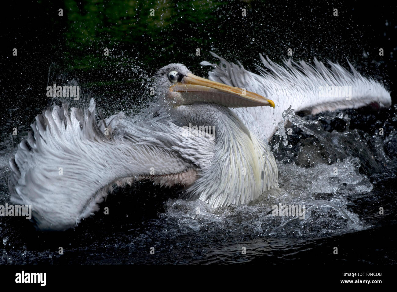Pink-backed pelican stretching their wings & splashing about in the ...
