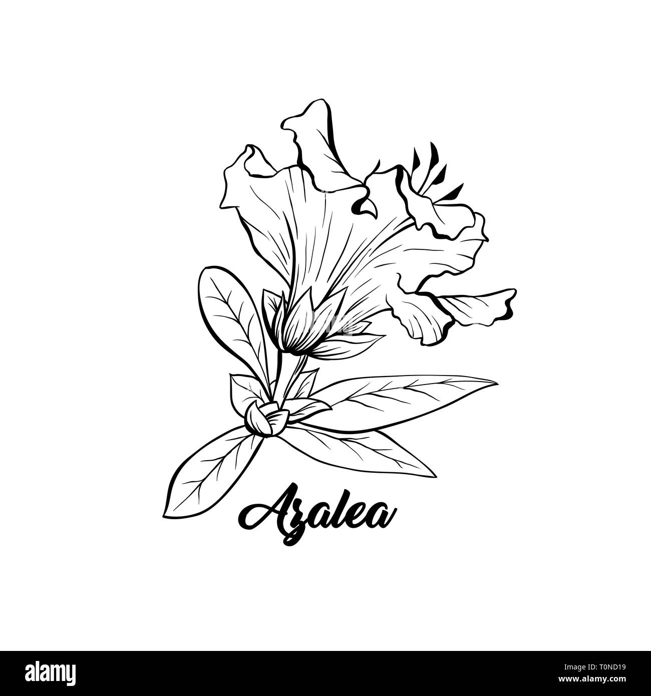 Azalea Drawing