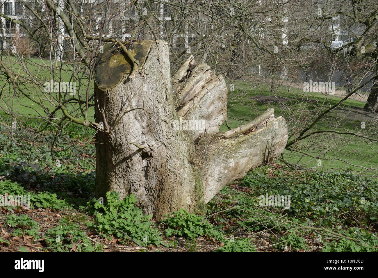 Old Gnarled Tree Stump High Resolution Stock Photography and Images - Alamy