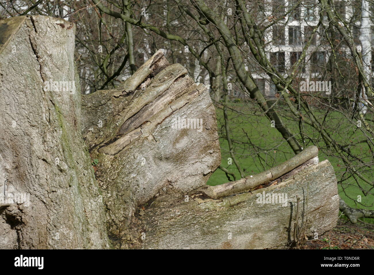 old gnarled sawed tree stump Stock Photo - Alamy