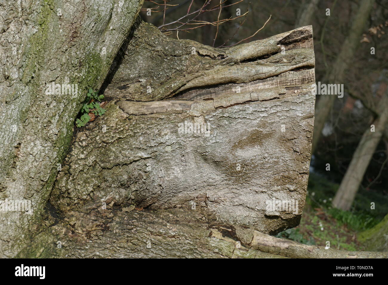 old gnarled sawed tree stump Stock Photo - Alamy