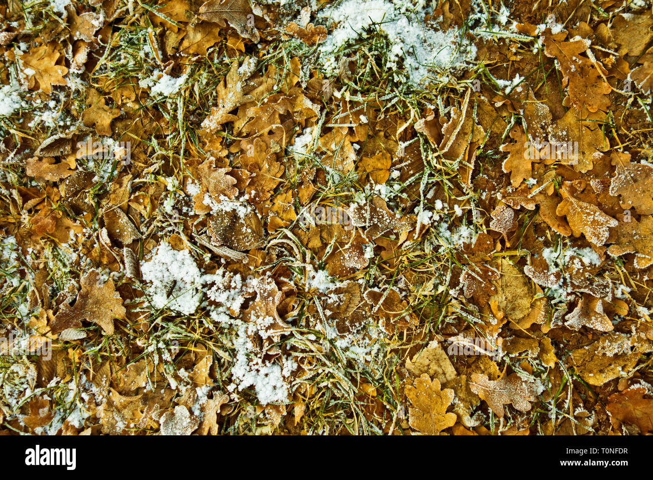 frozen Oak leaves on the ground Stock Photo - Alamy