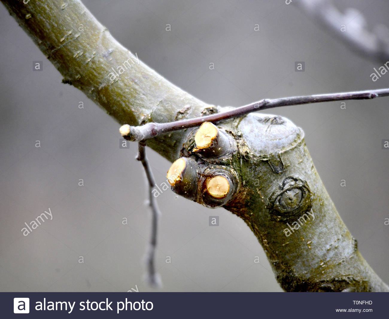 pruned apple branch on a tree , image of a Stock Photo - Alamy