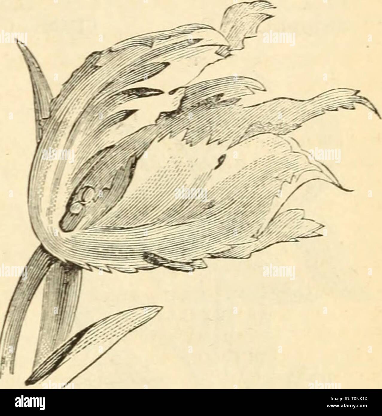 Dreers descriptive catalogue hi-res stock photography and images - Alamy