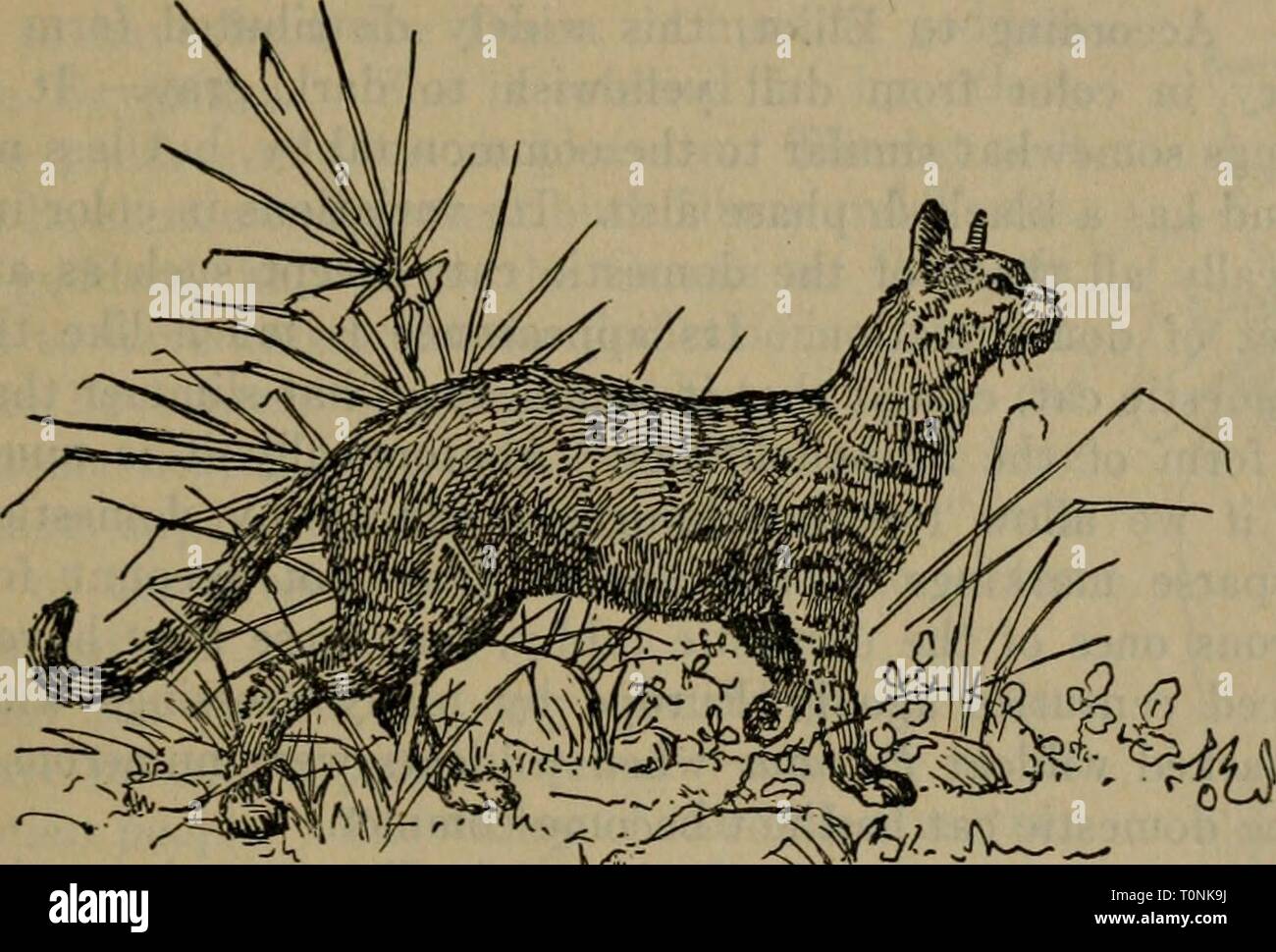 Tamed wild cats hi-res stock photography and images - Alamy