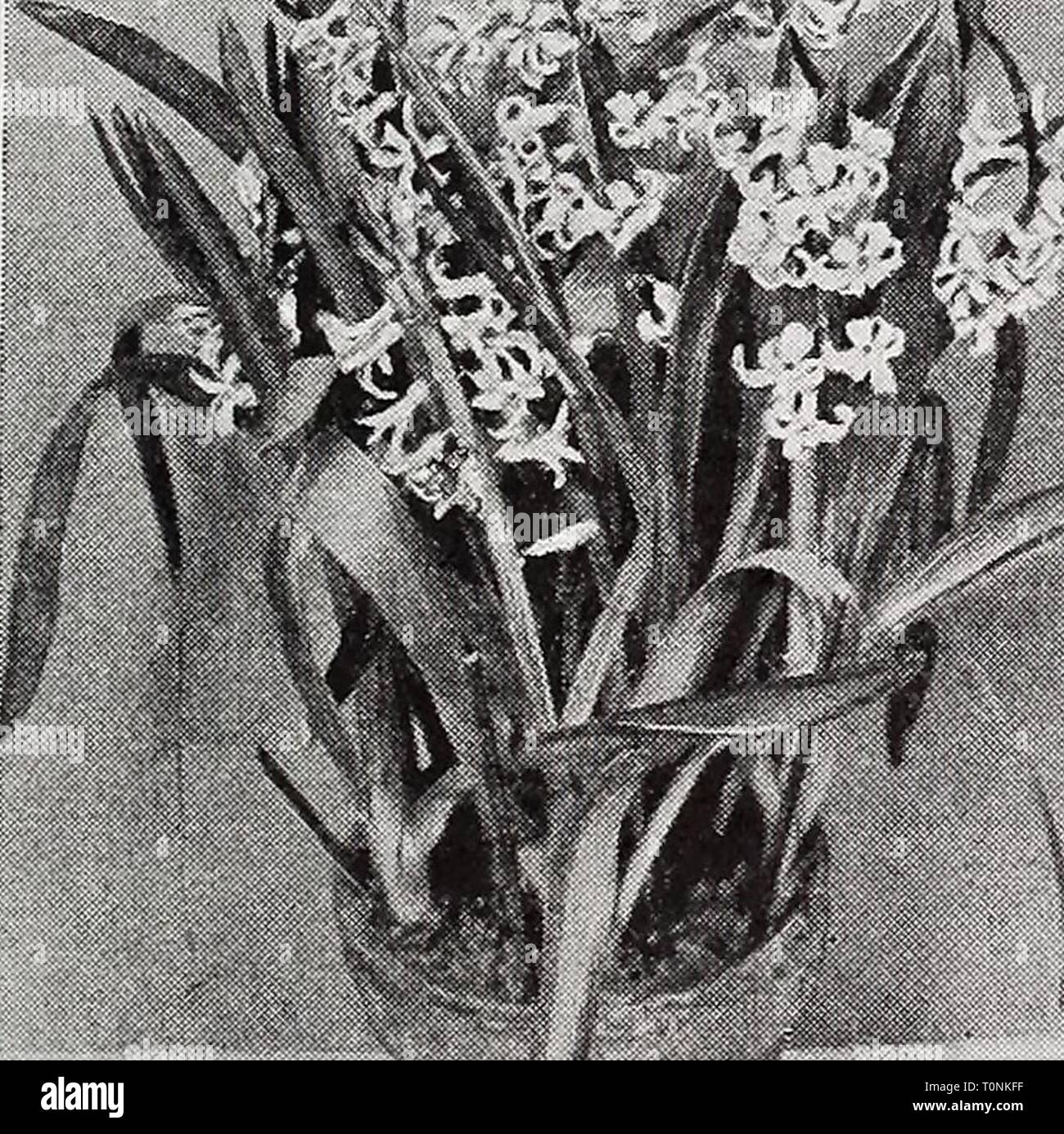 Roman hyacinth hi-res stock photography and images - Alamy