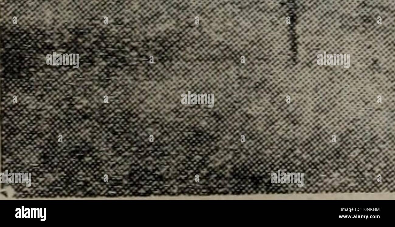 dong bei ping guo pin dong bei ping guo pin zhong jie shuo ...