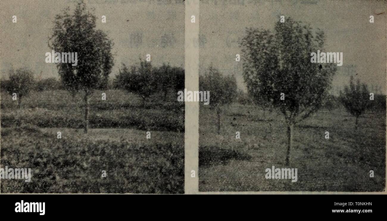 dong bei ping guo pin dong bei ping guo pin zhong jie shuo ...