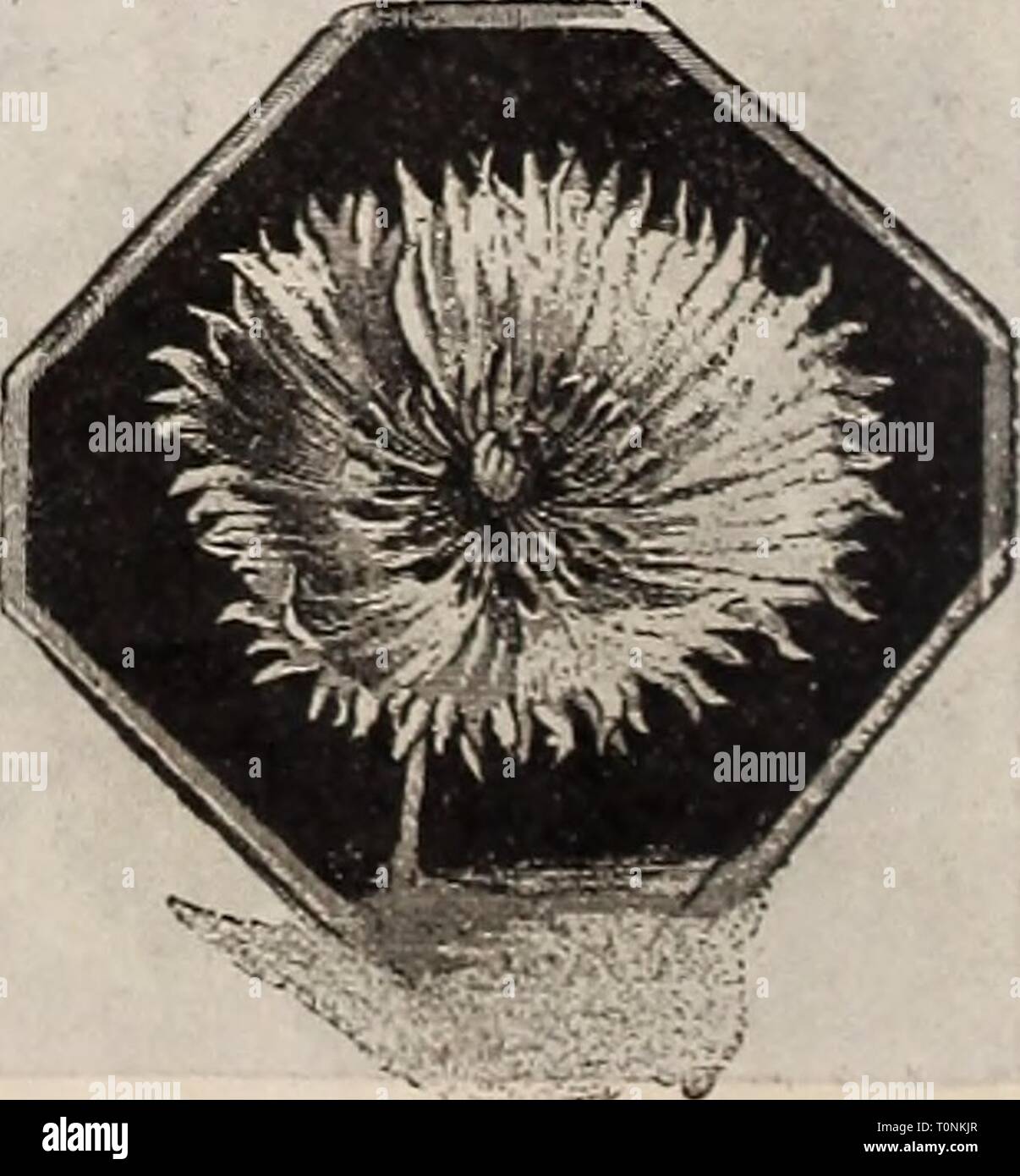 4 stamens in each flower hi-res stock photography and images - Alamy