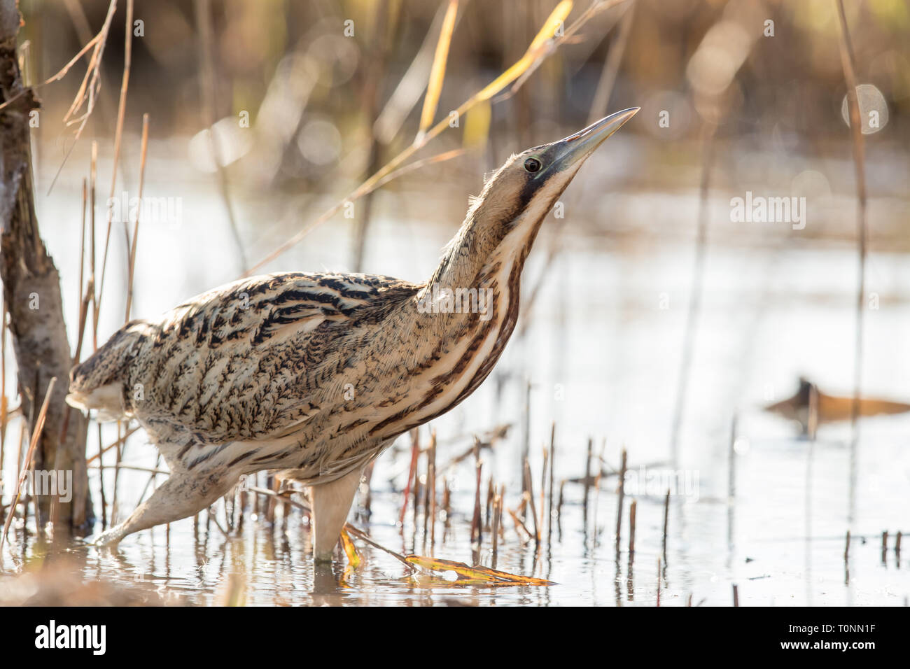 Bittern in reeds hi-res stock photography and images - Alamy