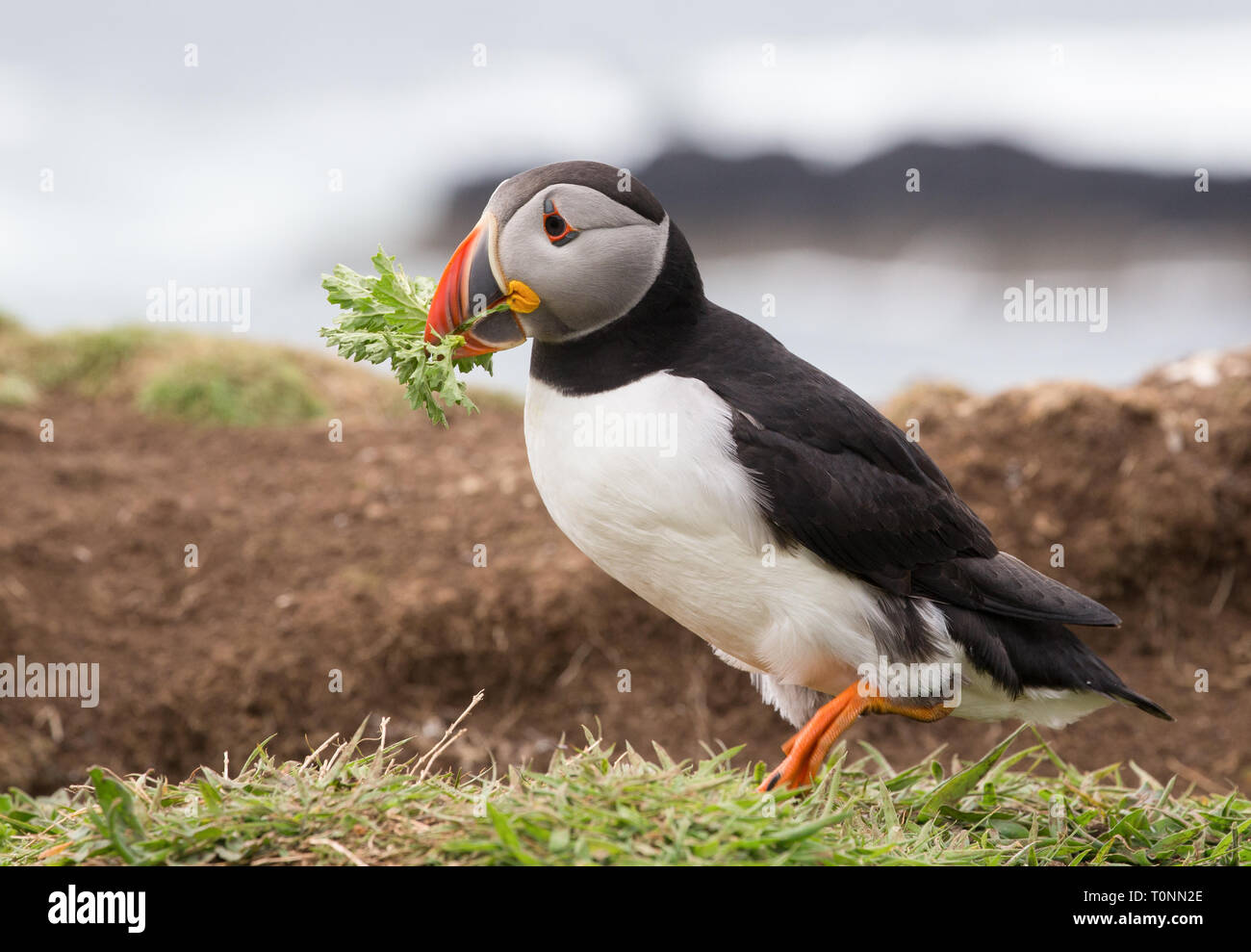 Walking puffin hi-res stock photography and images - Alamy