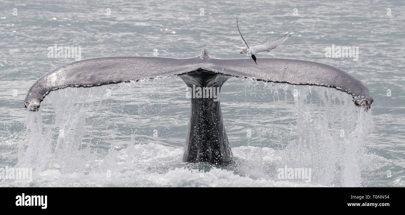 Humpback whale diving in Icelandic waters showing tail Stock Photo - Alamy
