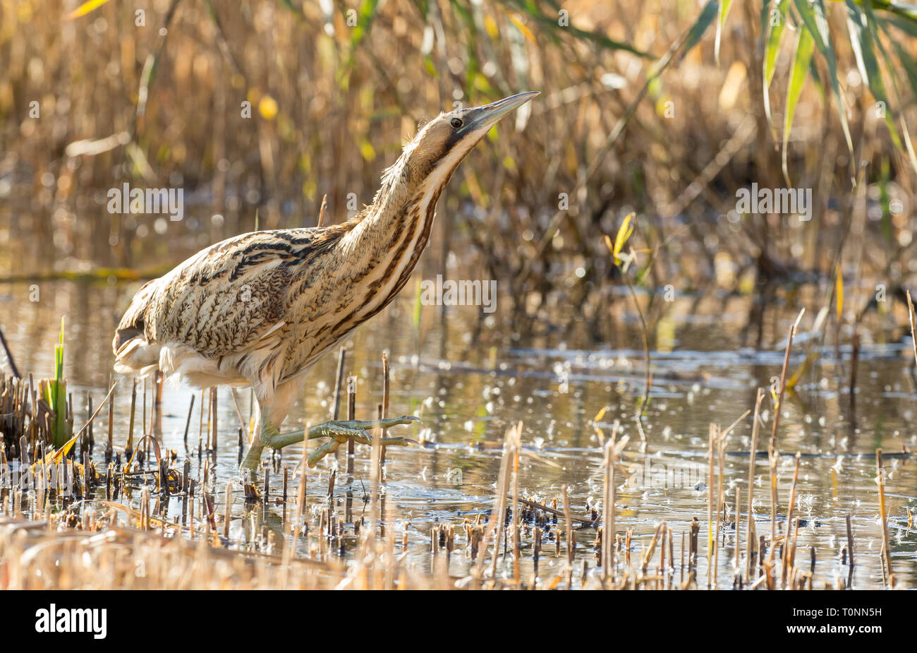 Bittern in reeds hi-res stock photography and images - Alamy