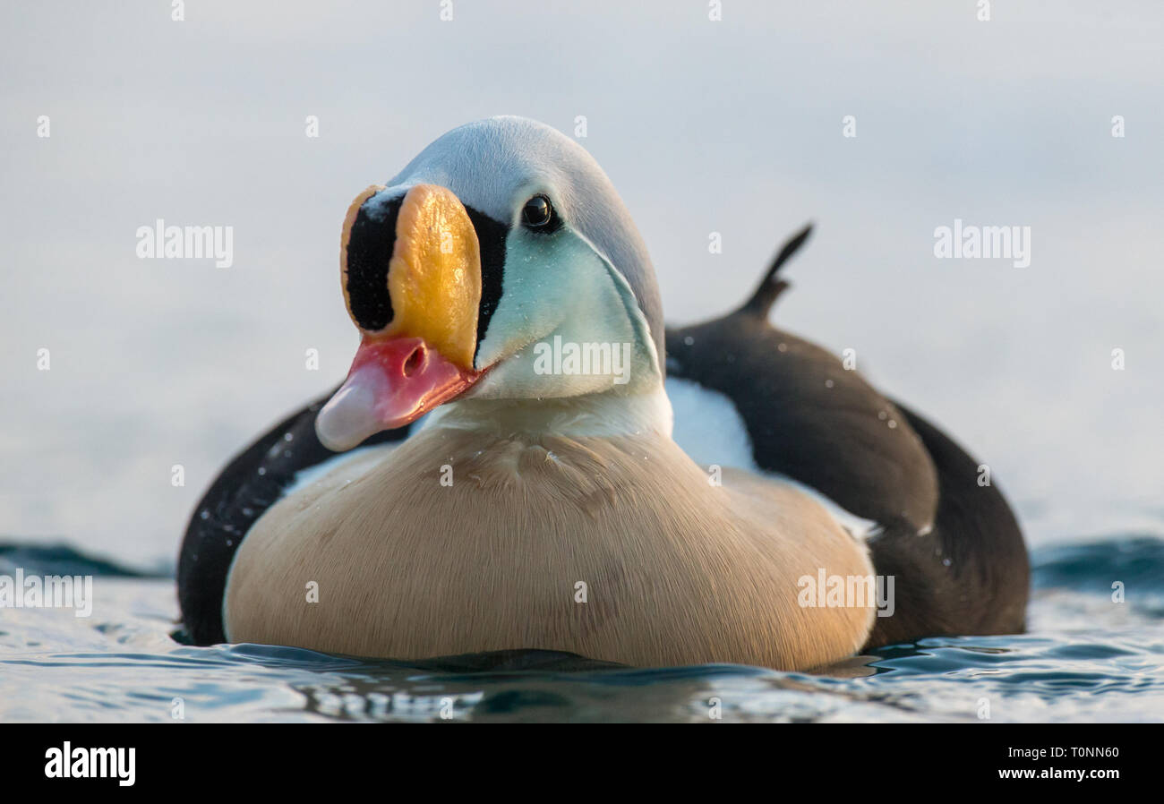 Eider close hi-res stock photography and images - Alamy