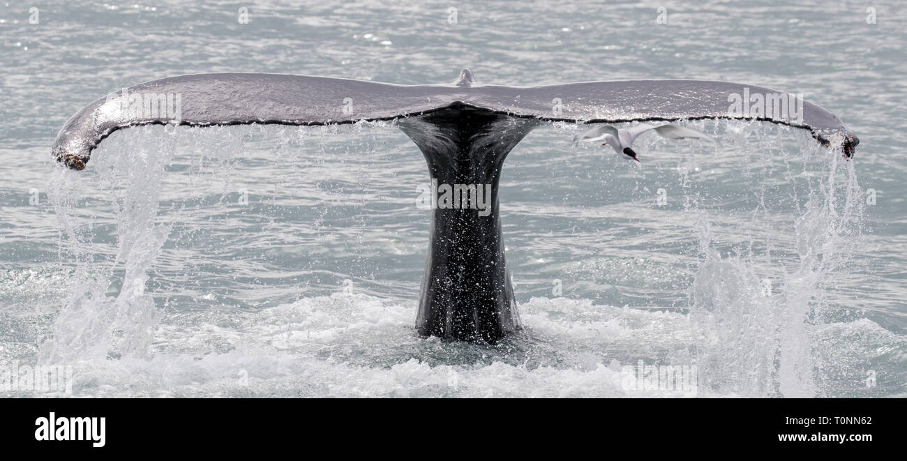 Humpback whale diving in Icelandic waters showing tail Stock Photo - Alamy