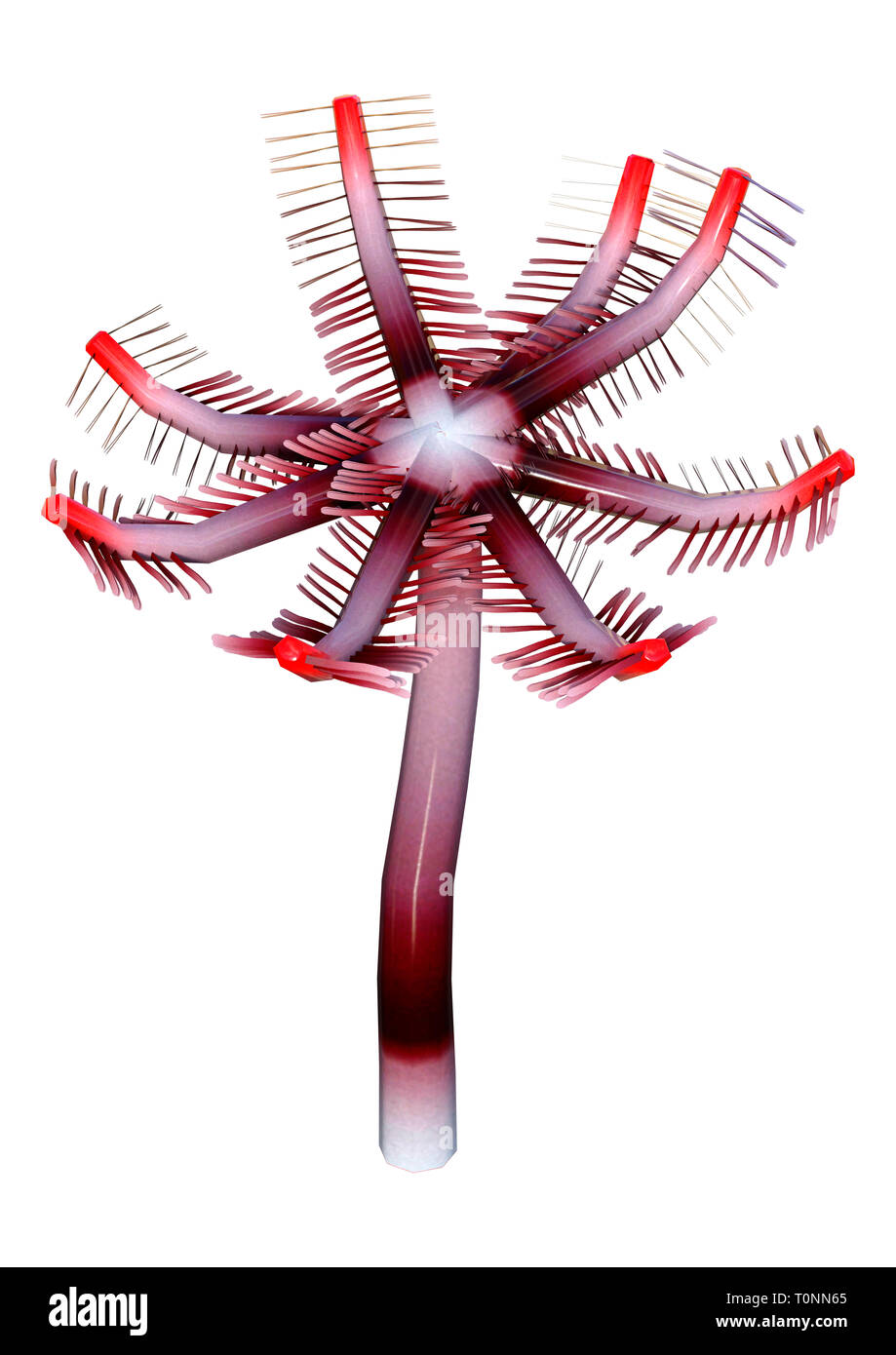 3D rendering of a red crinoid isolated on white background Stock Photo ...