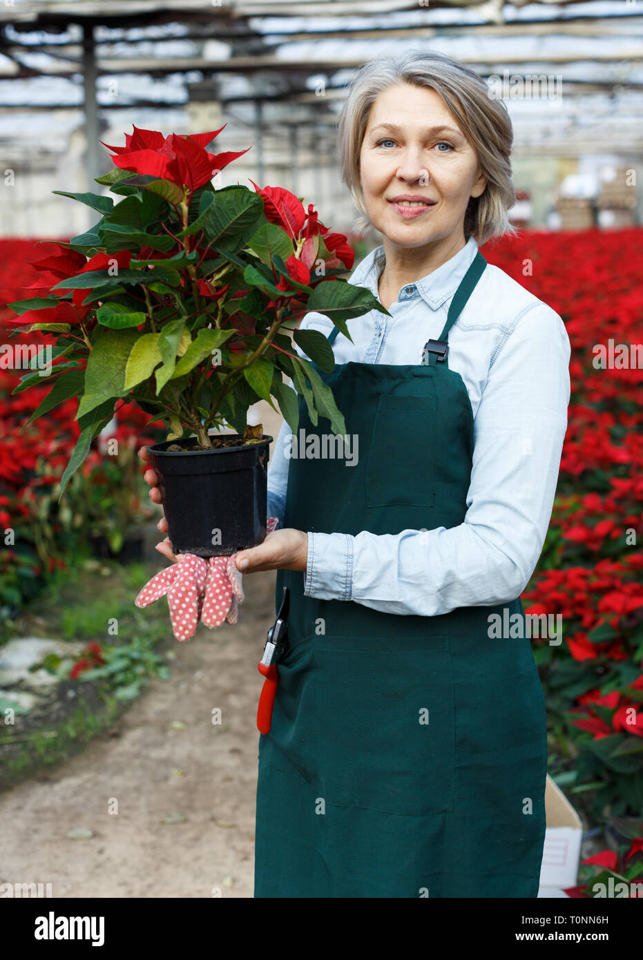Happy middle-aged female standing with flowering Poinsettias in her ...
