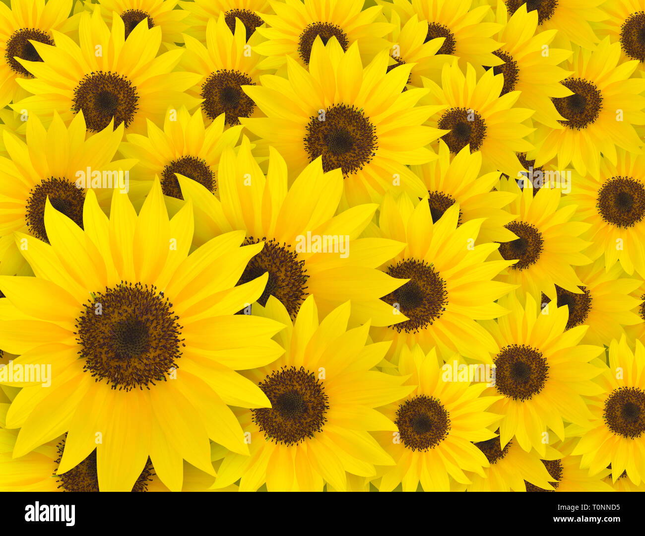 yellow sunflower pattern background, summer and spring time Stock Photo ...