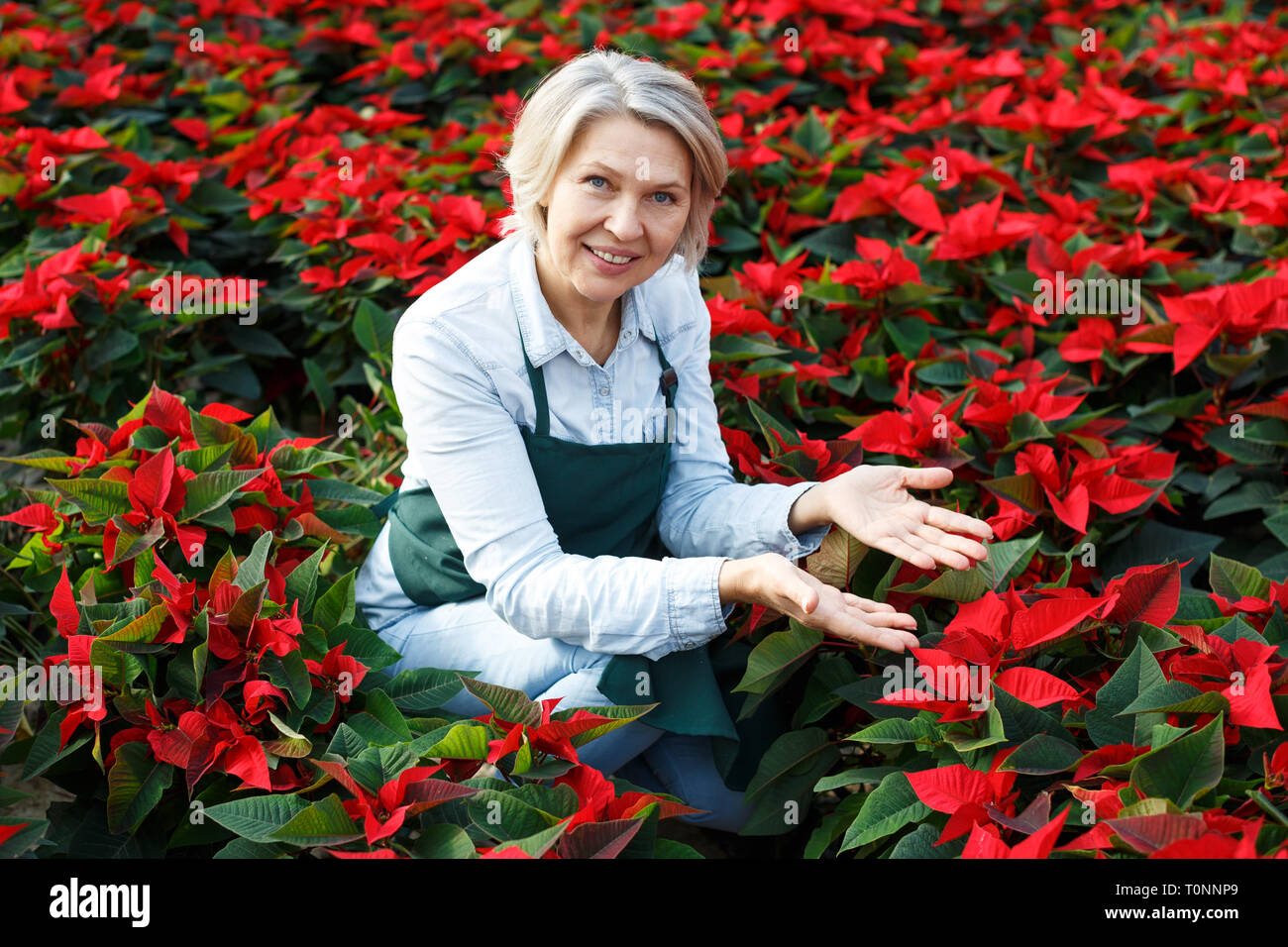 Portrait of mature woman florist engaged in cultivation of Euphorbia ...