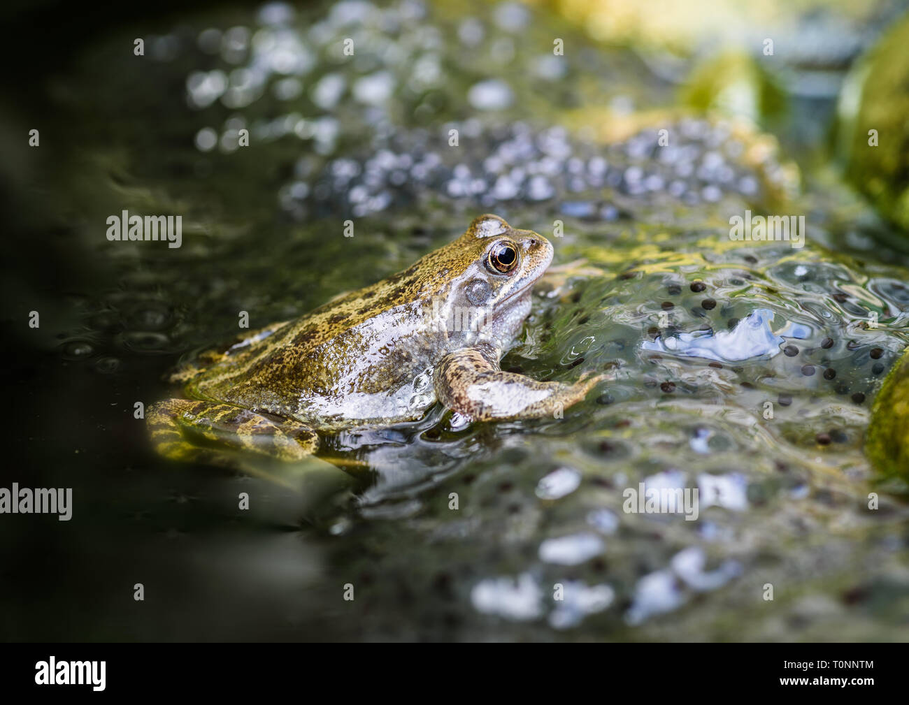 Spawn spring hi-res stock photography and images - Alamy