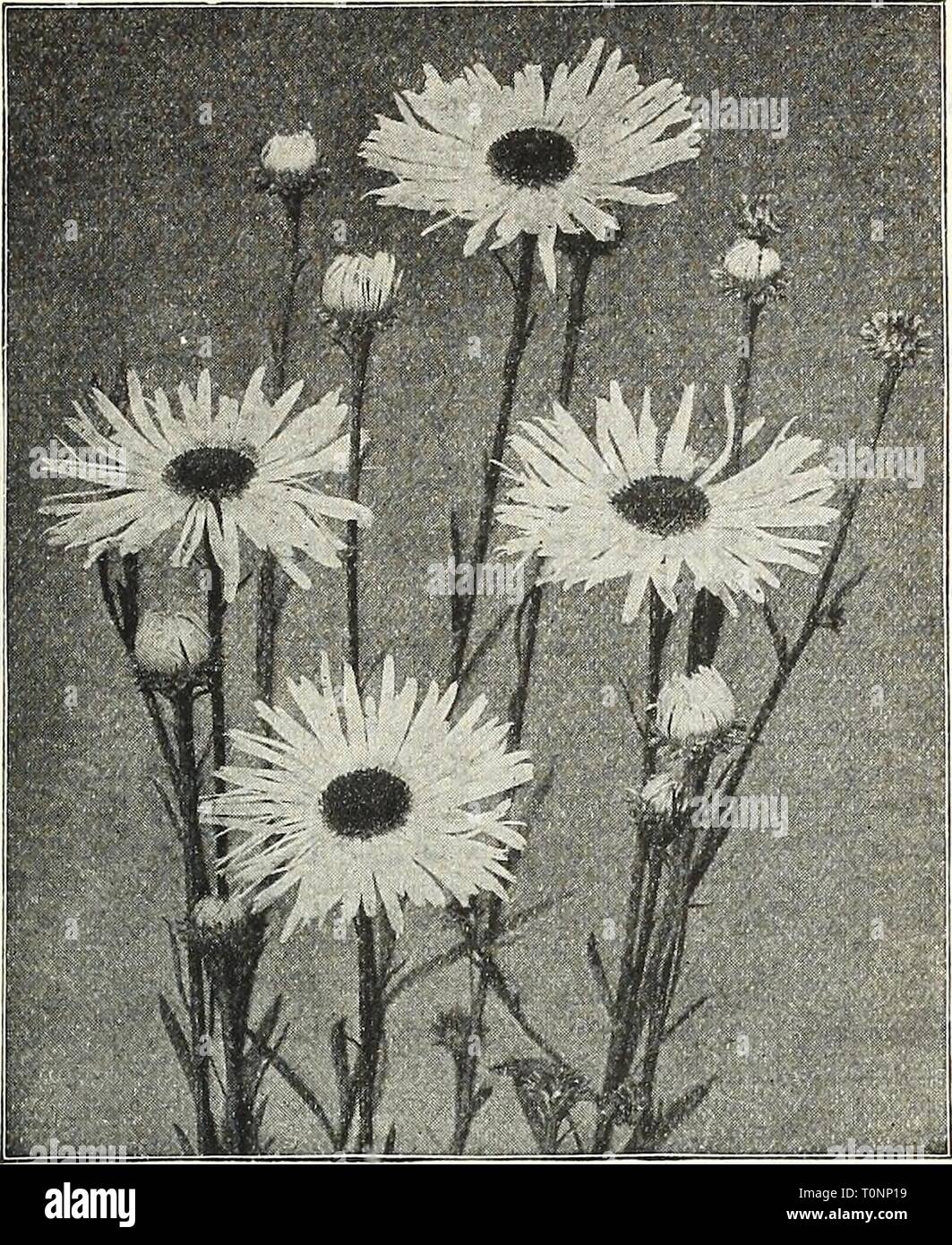 Dreer's autumn catalogue 1929 (1929) Dreer's autumn catalogue 1929 ...