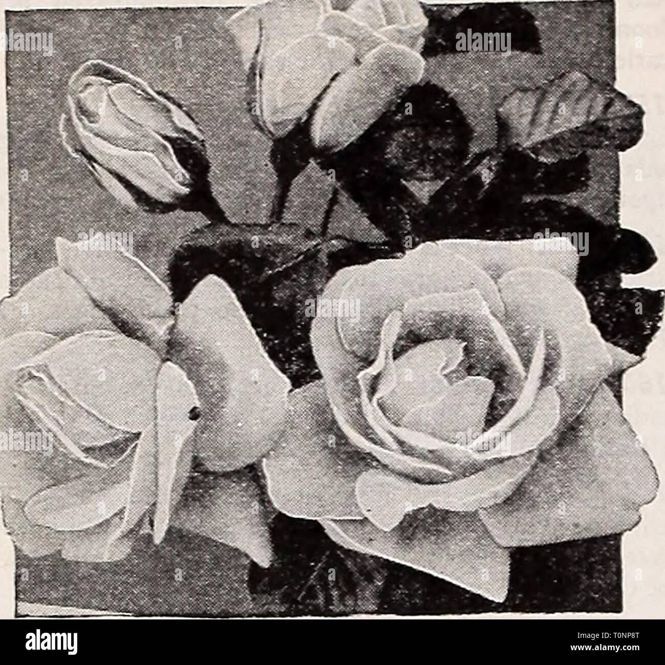 Dreer's autumn planting guide for Dreer's autumn planting guide for ...