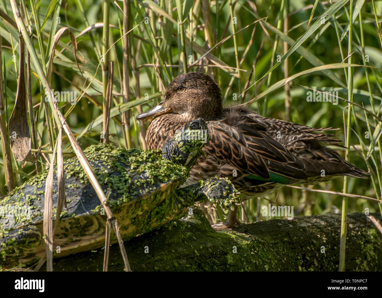 Water turtle covered with duckweed and a brown duck sitting on a log in ...