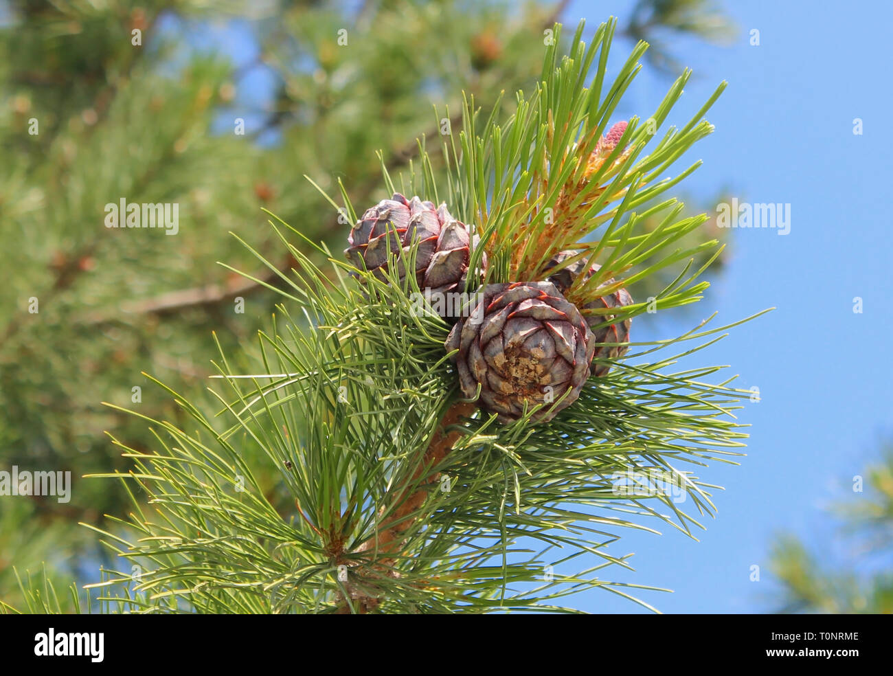 Siberian taiga cedar cones hi-res stock photography and images - Alamy