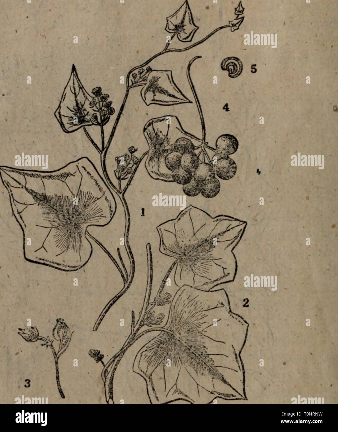 dong bei zhi wu yao Stock Photo - Alamy