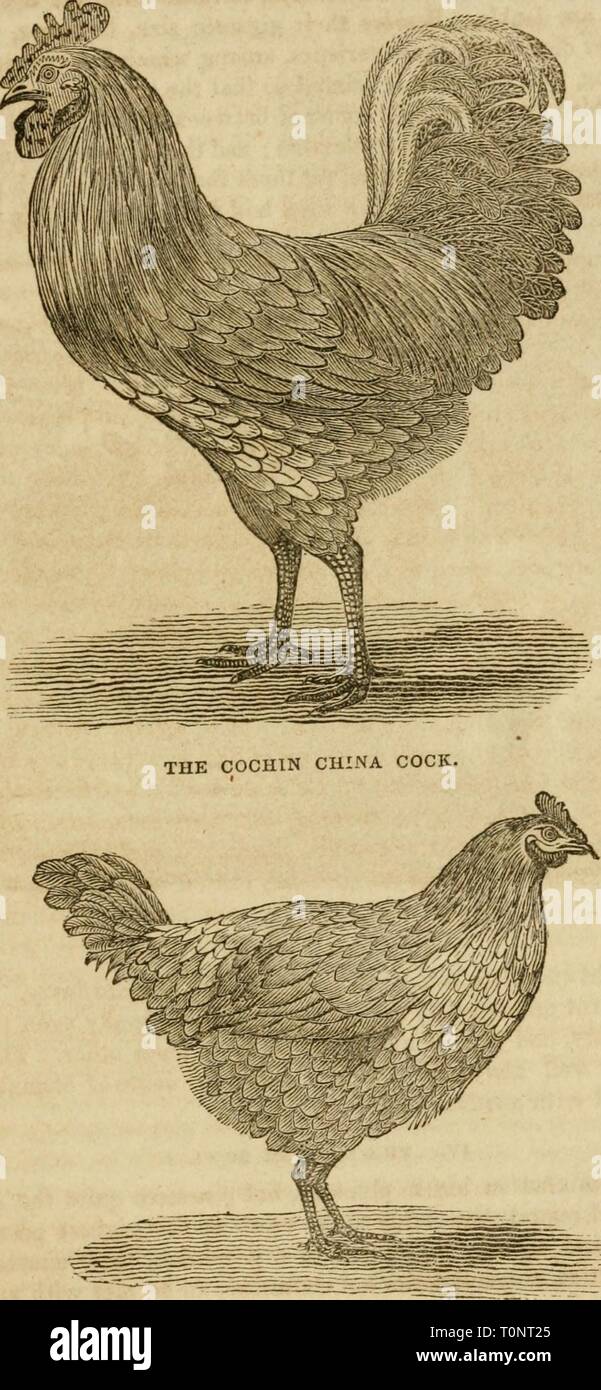 Domestic fowl and ornamental poultry; Domestic fowl and ornamental ...