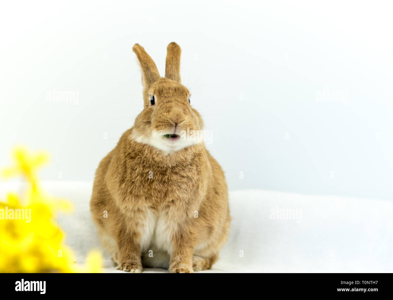Cute and funny Easter Bunny rabbit with simple background for spring ...