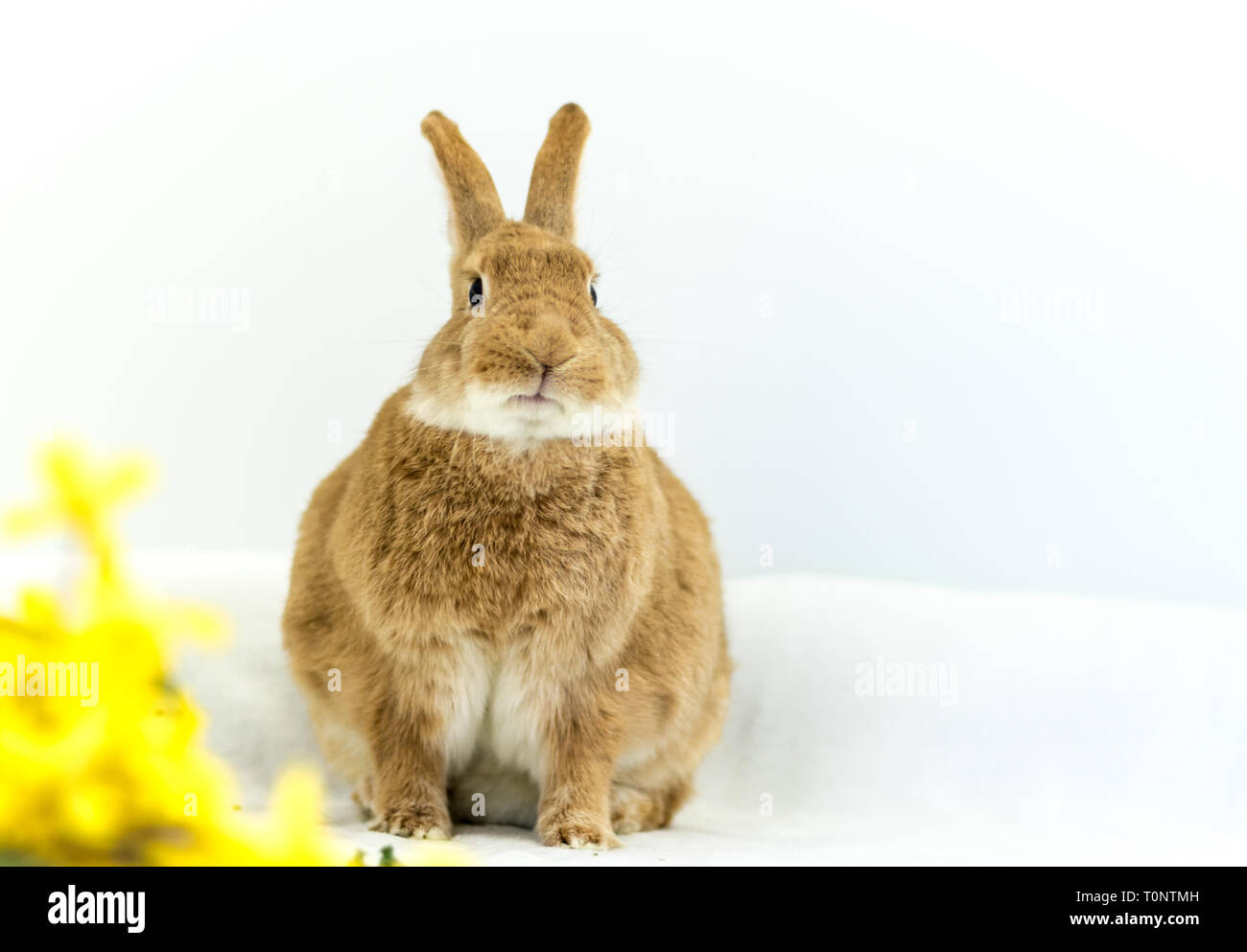Cute and funny Easter Bunny rabbit with simple background for spring ...