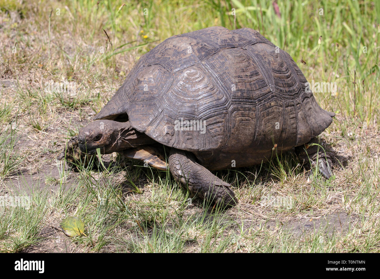 African mountain tortoise hi-res stock photography and images - Alamy