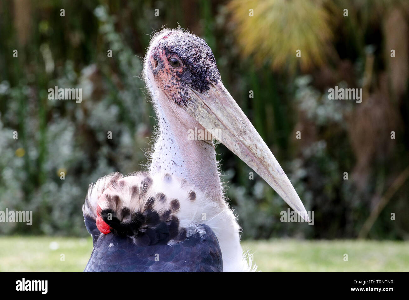 Marabou stork wingspan hi-res stock photography and images - Alamy