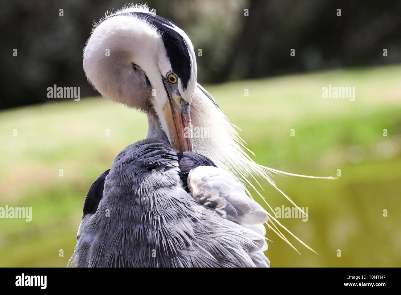 Crane preening hi-res stock photography and images - Alamy