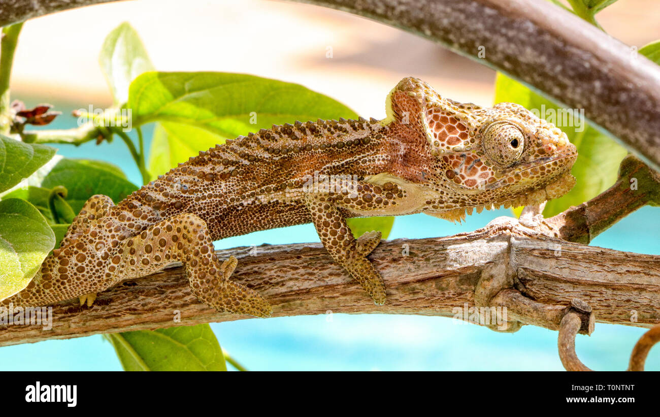 African chameleon or sahel chameleon hi-res stock photography and ...