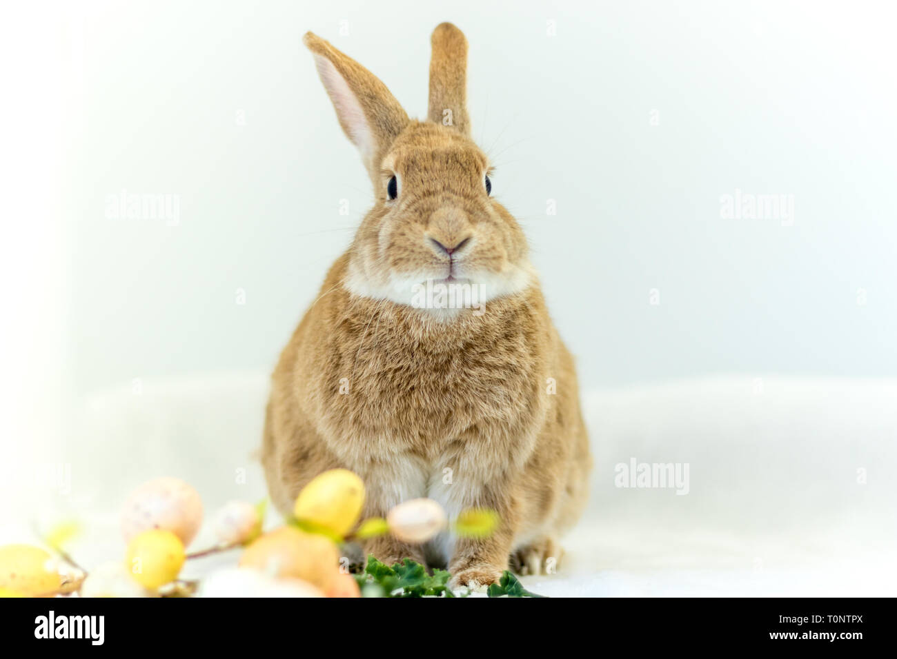 Cute and funny Easter Bunny rabbit with simple background for spring ...