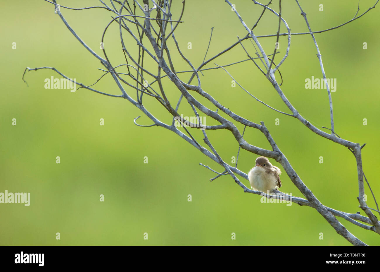 Red backed fairy wren hi-res stock photography and images - Alamy