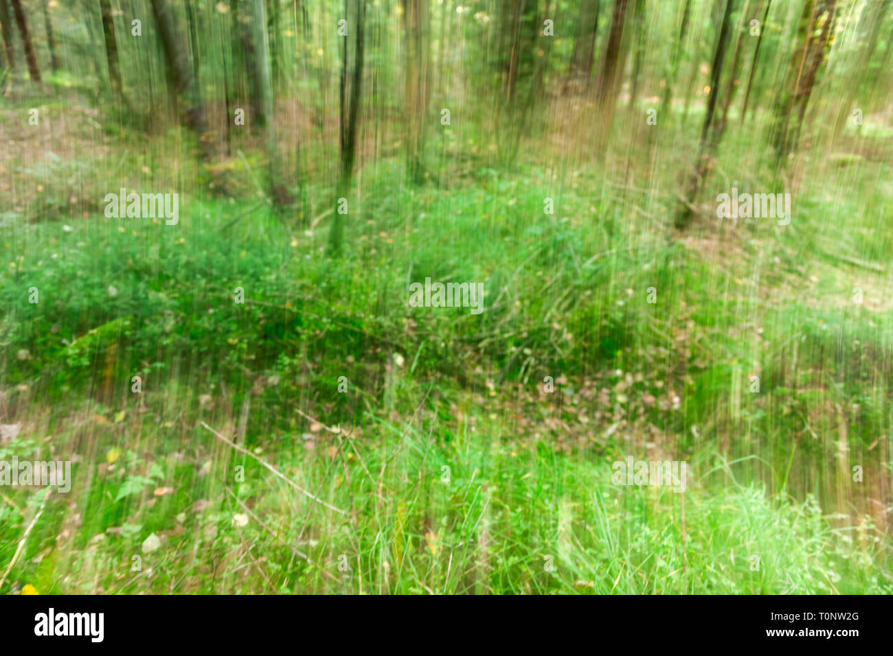 Long time exposure in a forest clearing abstract appearance by vertical ...