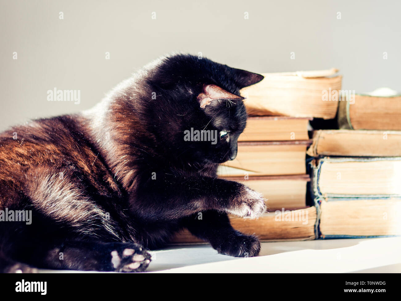 Stack of books with cat hi-res stock photography and images - Alamy