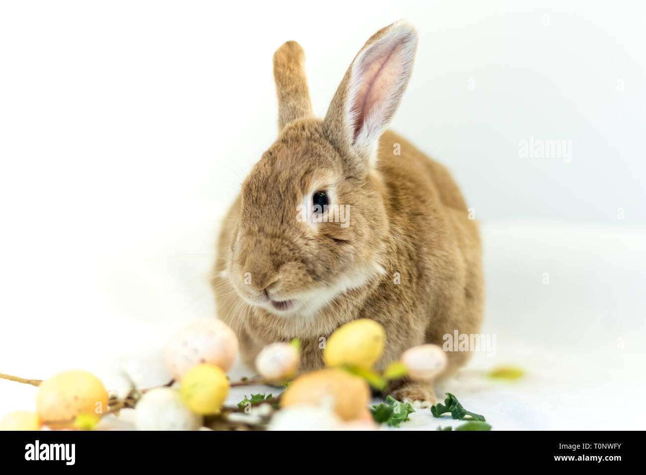 Cute and funny Easter Bunny rabbit with simple background for spring ...