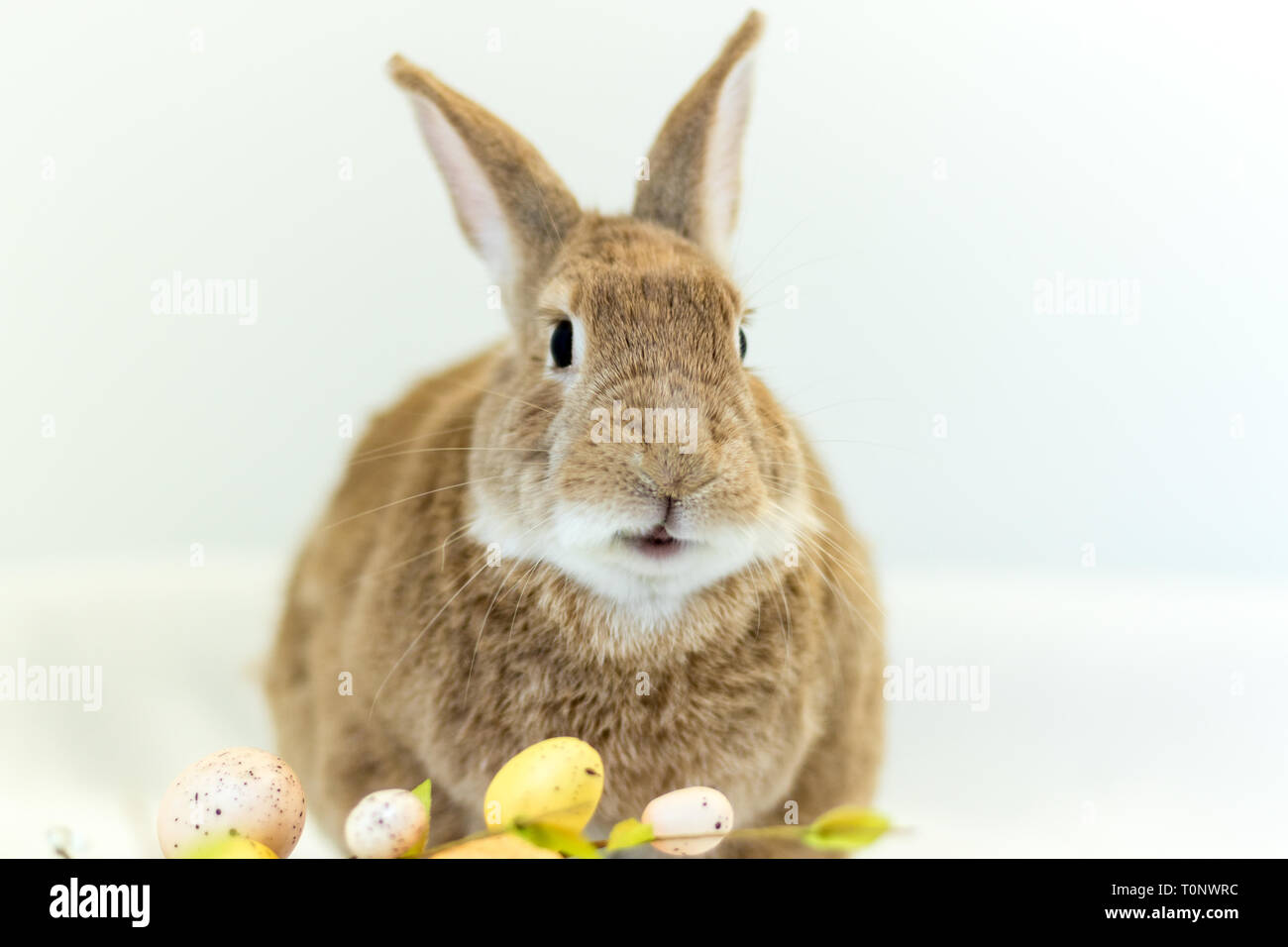 Cute and funny Easter Bunny rabbit with simple background for spring ...