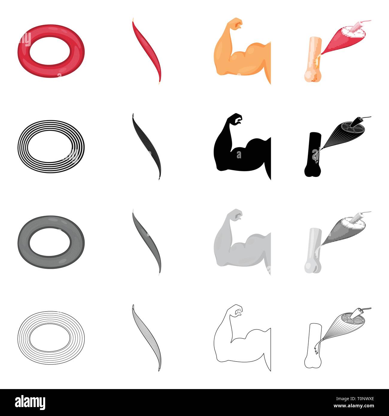 Vector design of fiber and muscular sign. Collection of fiber and body ...