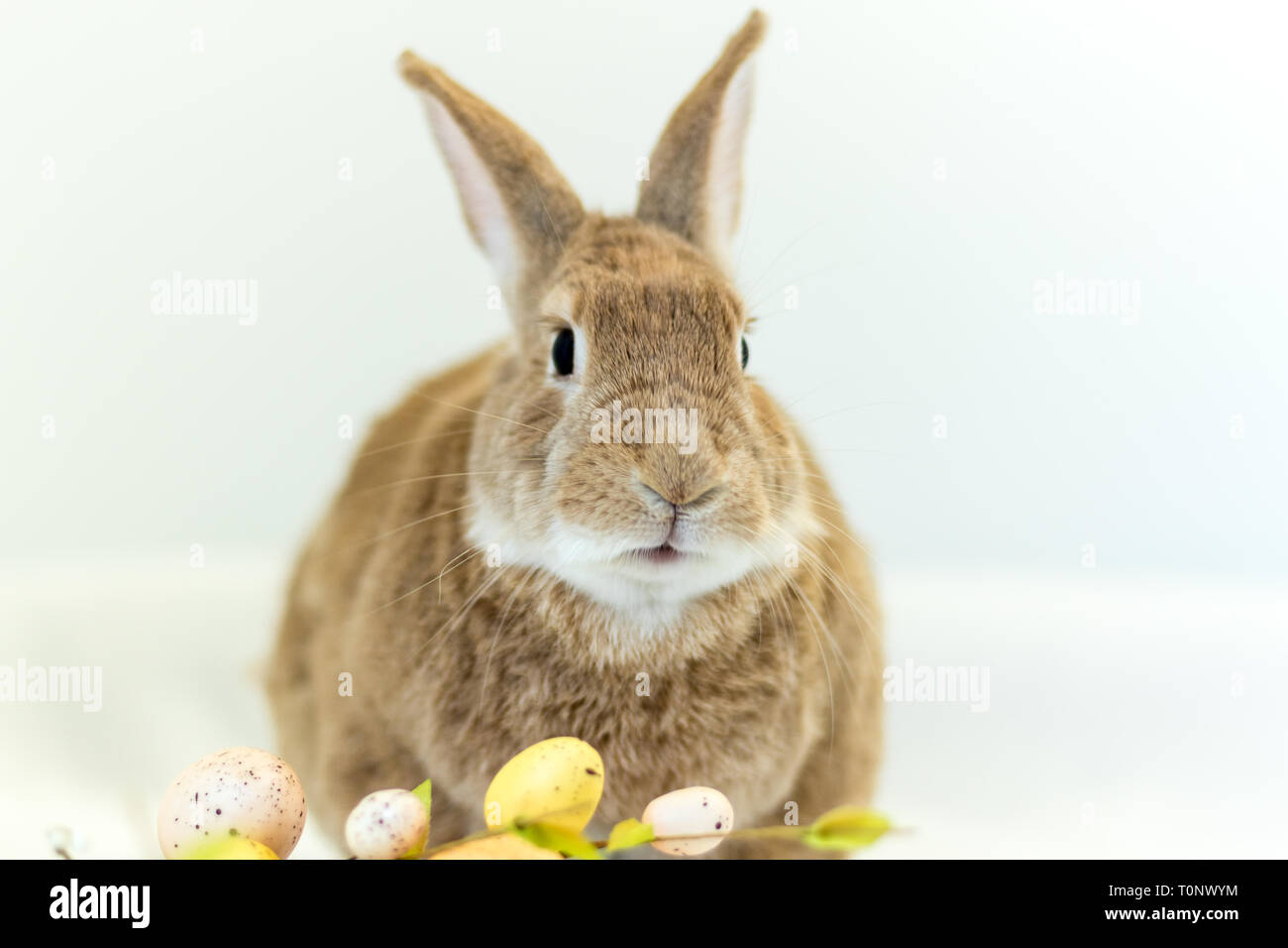 Cute and funny Easter Bunny rabbit with simple background for spring ...
