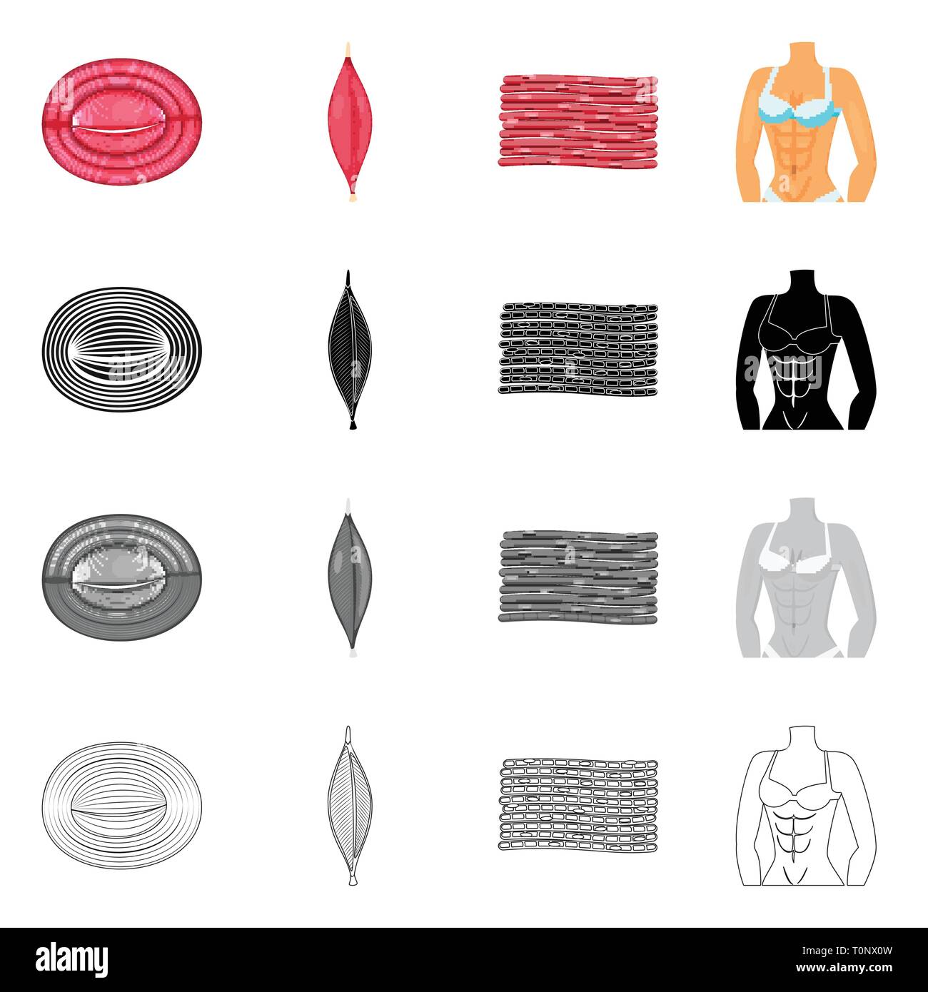 Vector illustration of fiber and muscular sign. Set of fiber and body ...